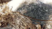 Centipede GIFs - Get the best gif on GIFER