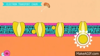 Active transport GIFs - Get the best gif on GIFER