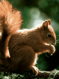 Rodents GIFs - Get the best gif on GIFER