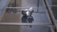 Loopy GIFs - Get the best gif on GIFER