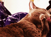 Grooming GIFs - Get the best gif on GIFER