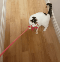 Dragging GIFs - Get the best gif on GIFER