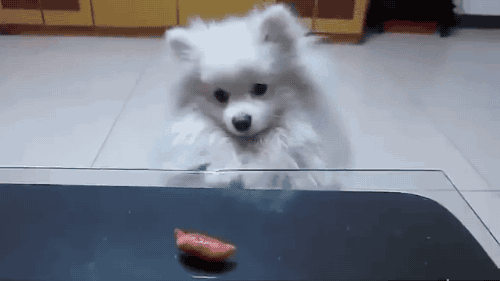Sausage GIFs - Get the best gif on GIFER
