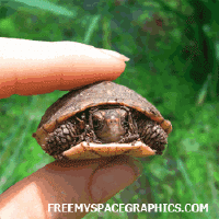 Turtle GIFs - Get the best gif on GIFER