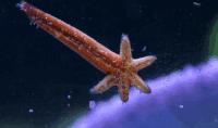 Starfish GIFs - Get the best gif on GIFER