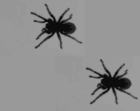 Spinne GIFs - Get the best gif on GIFER