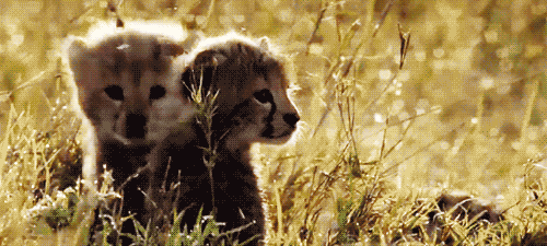African safari GIF - Conseguir el mejor gif en GIFER