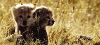 Safari GIFs - Get the best gif on GIFER