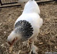 Chickens GIFs - Get the best gif on GIFER