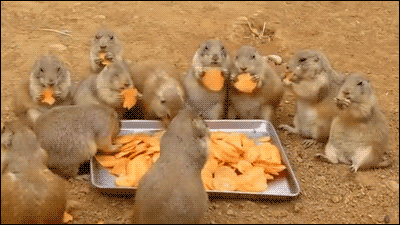 Lunchtime GIFs - Get the best gif on GIFER
