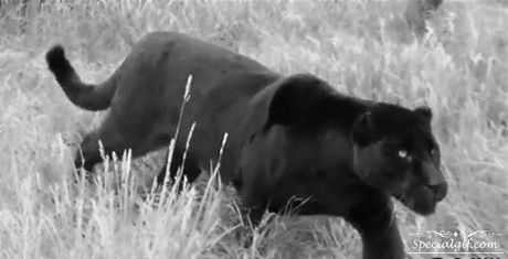 Pantera GIF - Conseguir el mejor gif en GIFER