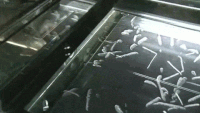 Decay GIFs - Get the best gif on GIFER