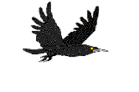 Crows GIFs - Get the best gif on GIFER