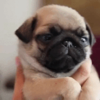 Pugs GIFs - Get the best gif on GIFER