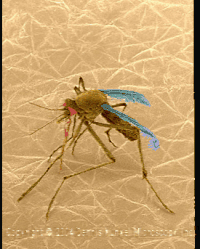 Mosquito GIFs - Get the best gif on GIFER