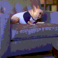 Couch GIFs - Get the best gif on GIFER