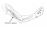 Bicep GIFs - Get the best gif on GIFER