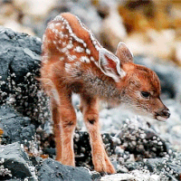 Deer GIFs - Get the best gif on GIFER
