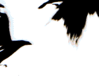 Crow GIFs - Get the best gif on GIFER