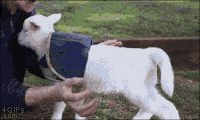 Lamb GIFs - Get the best gif on GIFER