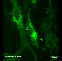 Biologie GIFs - Get the best gif on GIFER