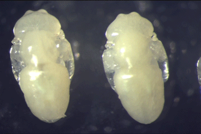 Flier GIFs - Get the best gif on GIFER