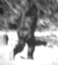 Cryptozoology GIFs - Get the best gif on GIFER