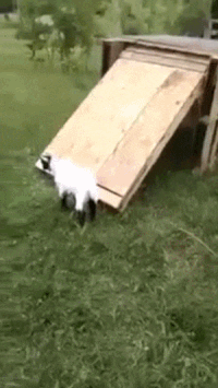 Ramps GIFs - Get the best gif on GIFER