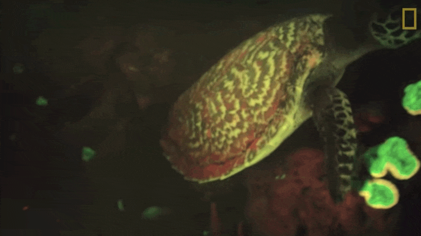 Biofluorescence GIFs - Get the best gif on GIFER