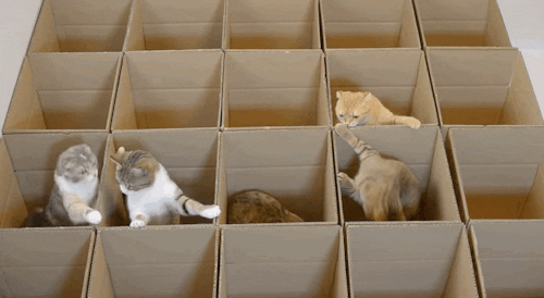 Catbox GIF - Conseguir el mejor gif en GIFER