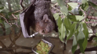 Endangered GIFs - Get the best gif on GIFER