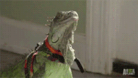 Iguana GIFs - Get the best gif on GIFER