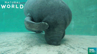 Manatee GIFs - Get the best gif on GIFER