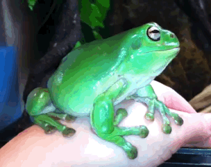 Whites tree frog GIF - Conseguir o melhor gif em GIFER