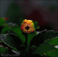 Botany GIFs - Obtenez le meilleur gif sur GIFER