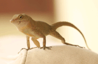 Lizards GIFs - Get the best gif on GIFER