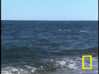 Shamu GIFs - Get the best gif on GIFER