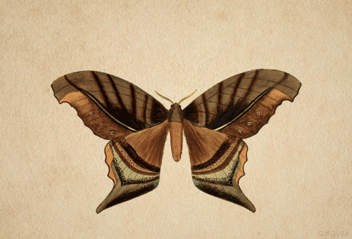 Moths GIFs - Get the best gif on GIFER