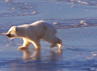 Alaska GIFs - Get the best gif on GIFER