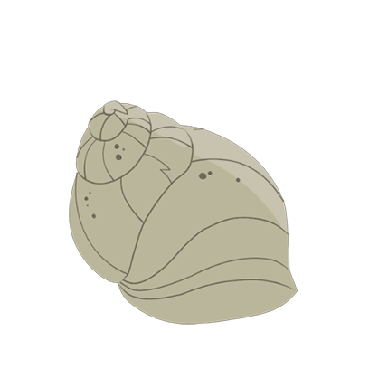 Shells GIFs - Get the best gif on GIFER