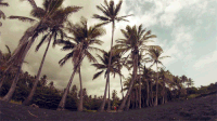 Hawaiian GIFs - Get the best gif on GIFER