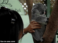 Koala GIFs - Get the best gif on GIFER