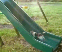 Sleds GIFs - Get the best gif on GIFER
