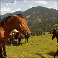 Pferd GIFs - Get the best gif on GIFER