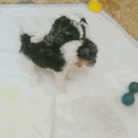 Blanket GIFs - Get the best gif on GIFER