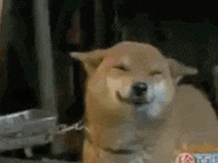 Hehehe GIFs - Get the best gif on GIFER
