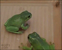 Rana GIFs - Get the best gif on GIFER