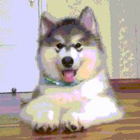 Husky GIFs - Get the best gif on GIFER