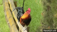 Roosters GIFs - Get the best gif on GIFER