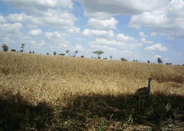 Savannah GIFs - Get the best gif on GIFER